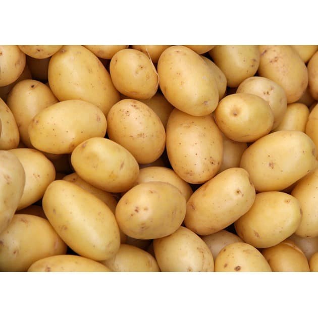 Jual Bibit Kentang Mini Unggulan Bibit Kentang | Shopee Indonesia