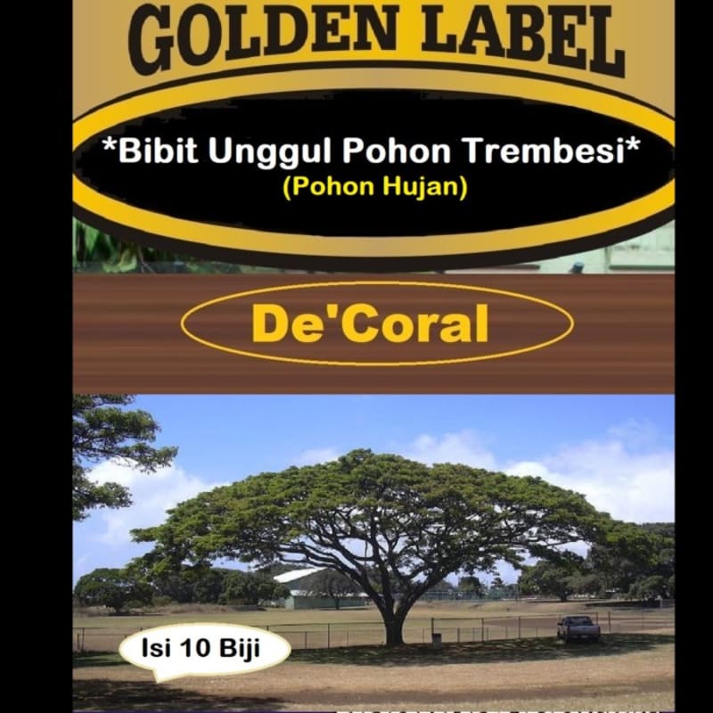 Jual Bibit Unggul Pohon Trembesi Pohon Hujan | Benih Trembesi Pohon ...