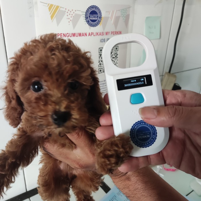 Jual Promo Anak Anjing Red Toy Poodle Peliharaan Terbaru | Shopee Indonesia