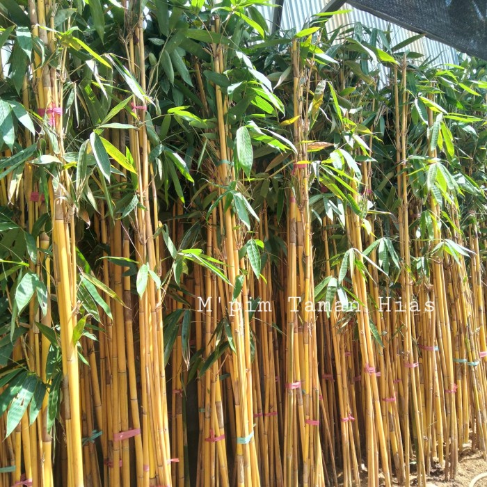 Jual Paket 20 Pohon Bambu Kuning//Bambu Panda. | Shopee Indonesia