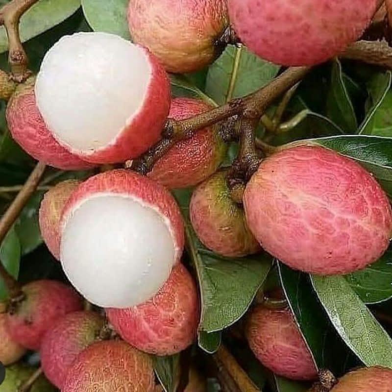Jual Bibit buah leci merah madu | Shopee Indonesia