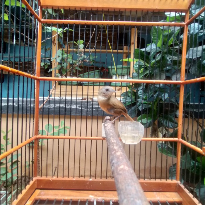 Jual Promo Wambi Mini (Tiumi) | Shopee Indonesia