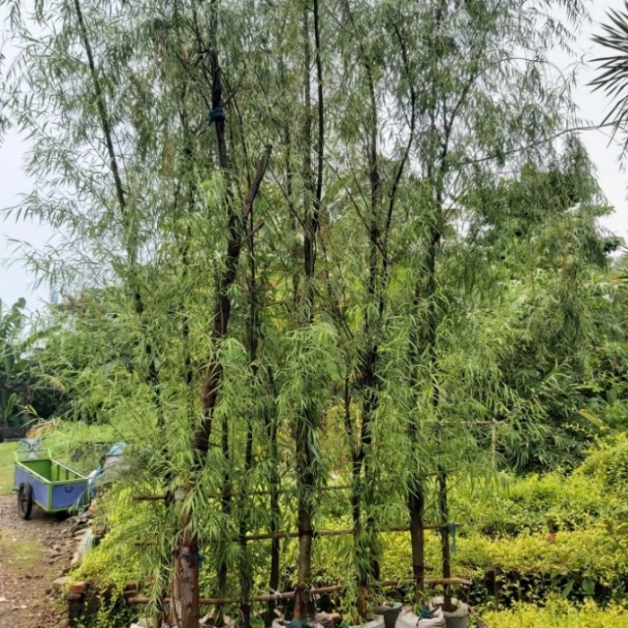 Jual Pohon Liang Liu Tinggi 3 Meter | Shopee Indonesia