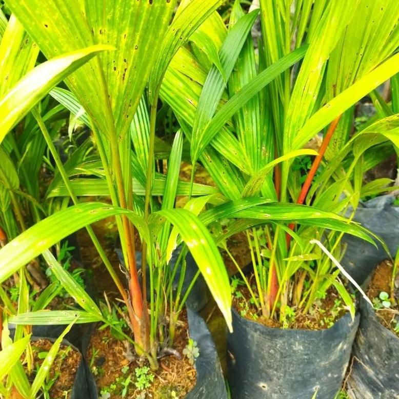 Jual Baru Tanaman Hidup Indoor Palem Pinang Merah 1 Meter - Tanaman ...