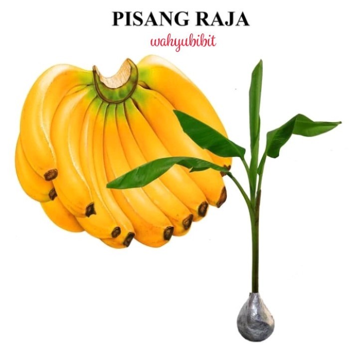 Jual bibit tanaman buah pisang raja benih pohon di dalam pot tabulampot ...