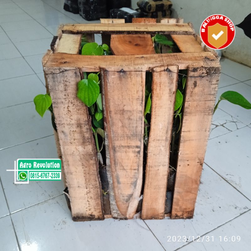 Jual 𝟱𝟱 𝗕𝗶𝗯𝗶𝘁 𝗟𝗮𝗱𝗮 𝗜𝗻𝗱𝗶𝗮 𝗣𝗮𝗸𝗲𝘁 𝗛𝗲𝗺𝗮𝘁 𝗕𝗼𝗻𝘂𝘀 𝟱 𝗕𝗶𝗯𝗶𝘁 𝗧𝗵𝗲𝗸𝗲𝗻 ...