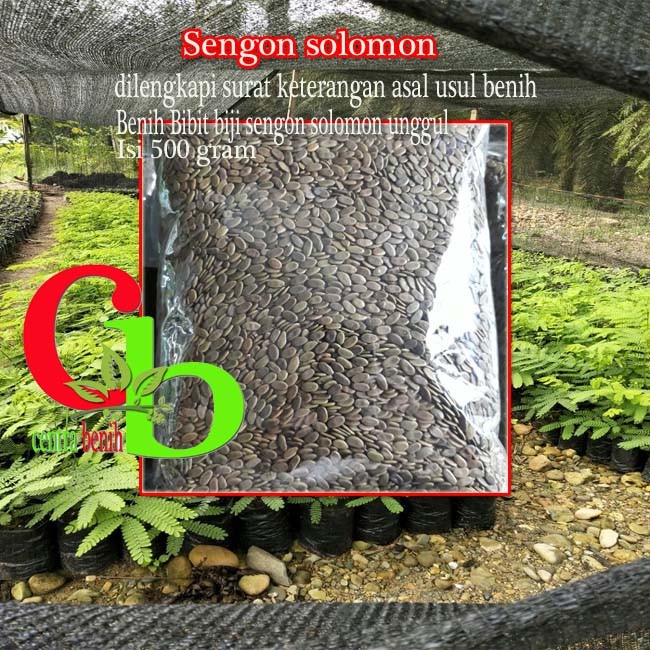 Jual Bibit Biji Benih Sengon Solomon 500 Gram | Shopee Indonesia