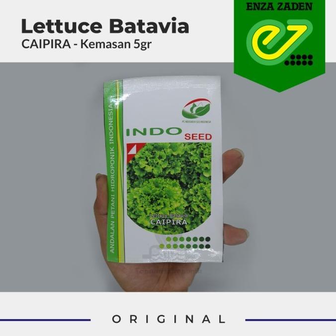 Jual Benih/Bibit Selada/Lettuce Caipira 1 Gr (Indo Seed) | Shopee Indonesia