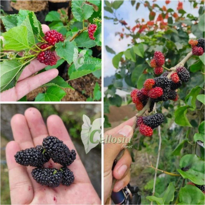 Jual BIBIT TANAMAN BUAH MURBEI / MULBERRY JUMBO (BERBUAH) BENIH UNGGUL AA15 VALID | Shopee Indonesia