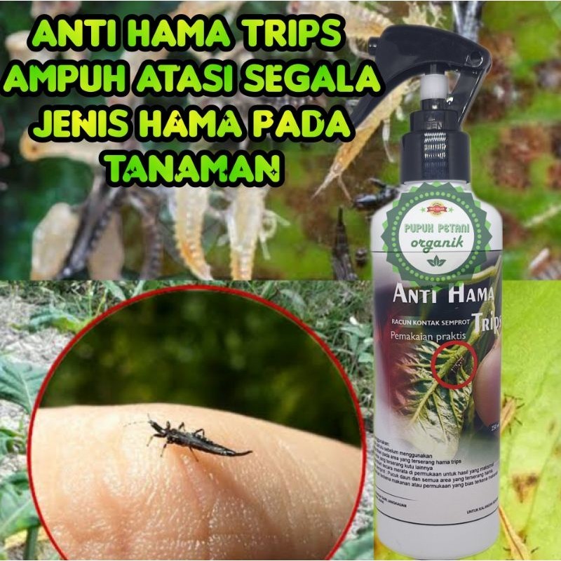 Jual Anti Hama Trips Obat Semprot Atasi Segala Jenis Hama Pada Tanaman ...