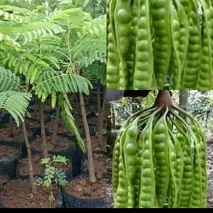 Jual Bibit Tanaman Pete Hibrida/ Petai Hibrida Jumbo Terbaik Hasil ...