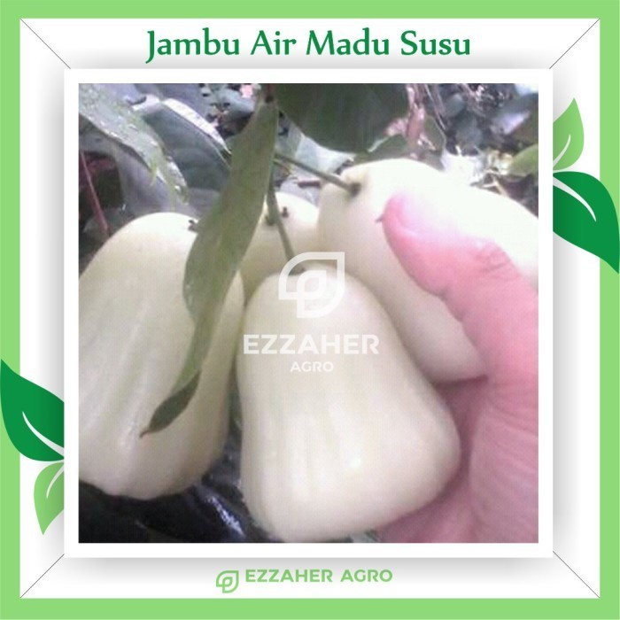 Jual OBBRAALL Bibit Tanaman Buah Jambu Air Madu Susu / Pohon Jambu Air ...