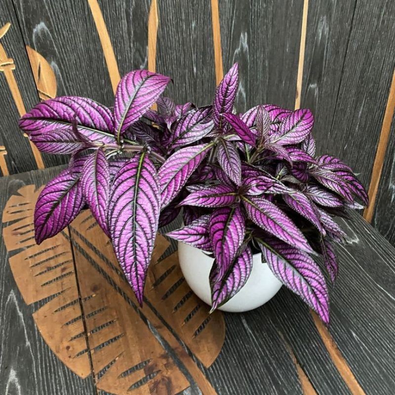 Jual TANAMAN HIAS MIANA UNGU - PERSIAN SHIELD - TANAMAN HIAS OUTDOOR ...