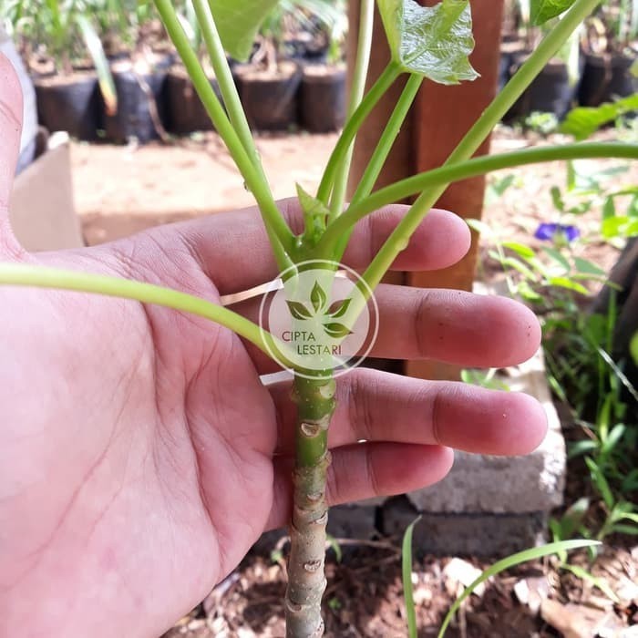 Jual Bibit Pohon Jarak Pagar - Tanaman Buah dan Daun Herbal ASLI ...