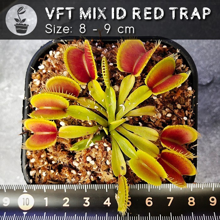 Jual Tanaman Karnivora Venus Flytrap / Fly Trap / VFT Size Besar / Jumbo | Shopee Indonesia