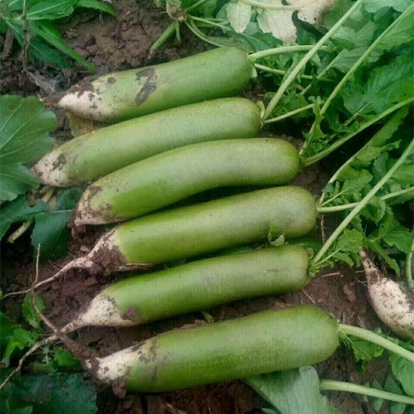 Jual Victory Seed - Bibit Benih Lobak Hijau Mix (Isi 10 Biji) | Shopee ...