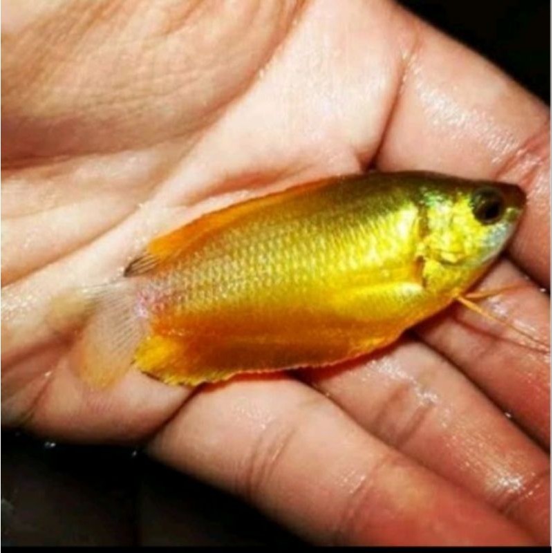 Jual ikan hias sepat madu | Shopee Indonesia
