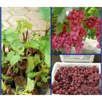 Jual bibit buah anggur merah hasil stek - pohon anggur merah TOP ...