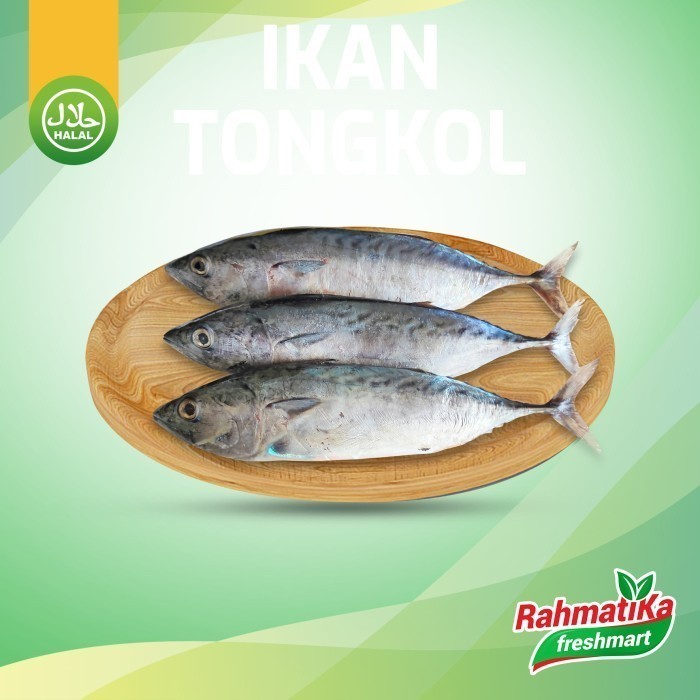 Jual Ikan Tongkol Segar / Ikan Tongkol Fresh 1 Kg | Shopee Indonesia