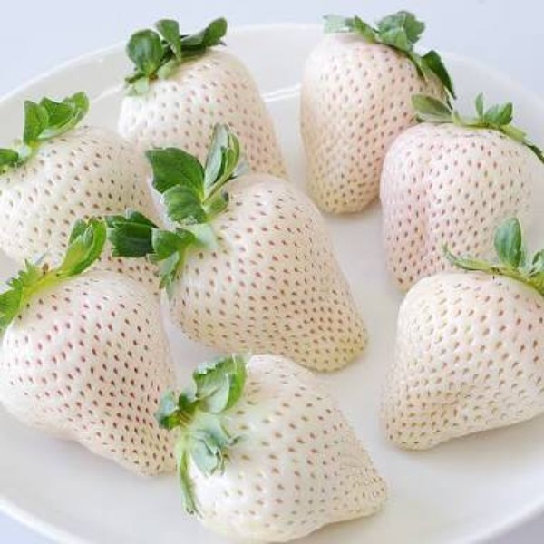 Jual Seed Center Bibit Benih Buah Strawberry Putih (5 Seeds) | Shopee ...