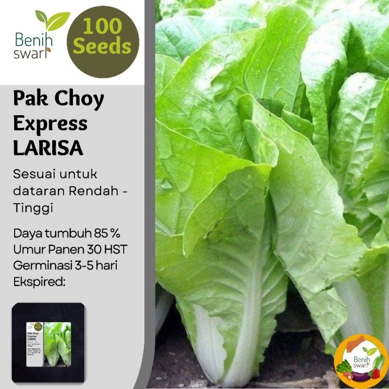 Jual Benih Swari: (isi 100 butir) Benih Pak Choi Express Larisa | Shopee Indonesia