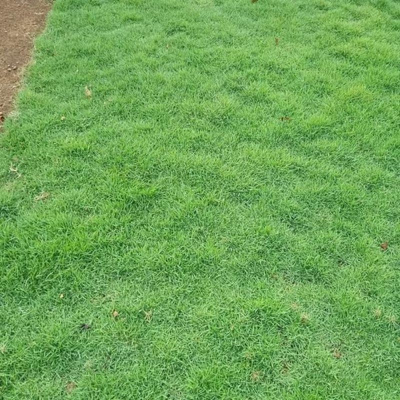 Jual Rumput hidup/ rumput Jepang atau rumput packing 30x30cm | Shopee ...