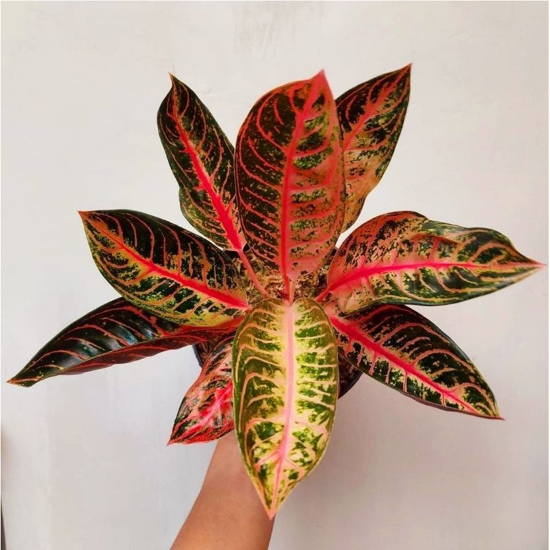 Jual Tanaman Hias Aglonema Pride Of Sumatra Mutasi Merah Bunga Hias ...