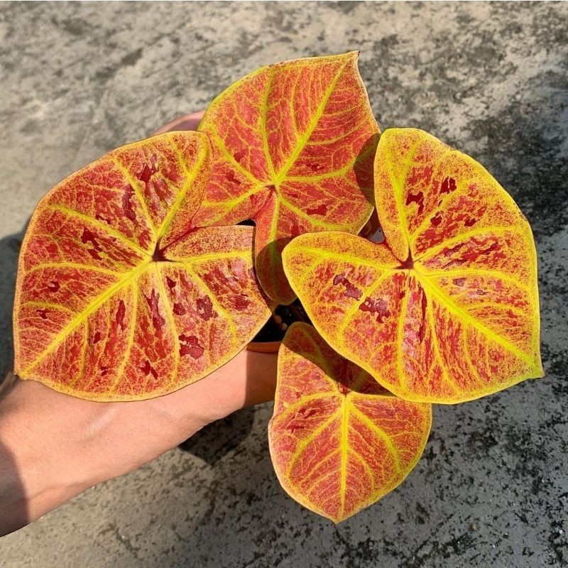 Jual Tanaman Hias Keladi New Wave Bunga Hias Keladi Caladium Anakan New ...