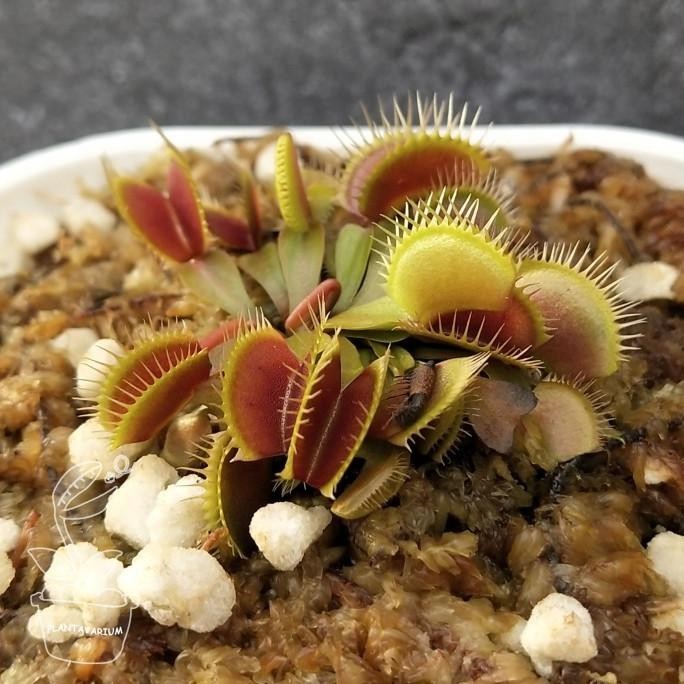 Jual Tanaman Karnivora Venus Flytrap / Fly Trap / Vft Fine Tooth X Red ...