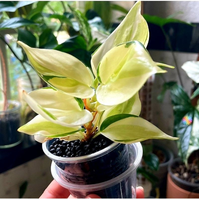 Jual Tanaman Hias Philodendron Gabby Bunga Hias Philodendron Gabby 3 ...
