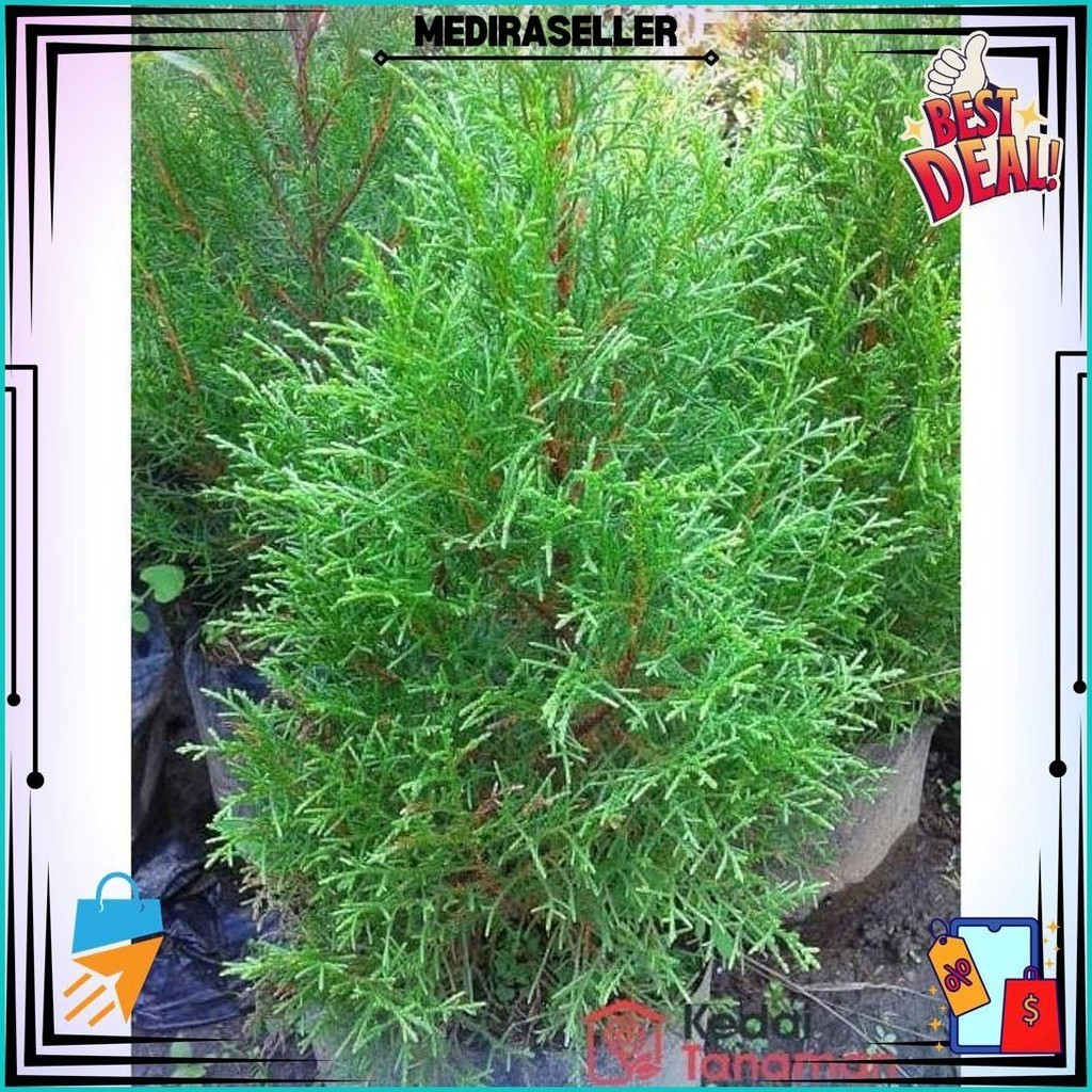 Jual Cemara Rentes Bibit - Tanaman Hias Cemara Rentes - Cemara Rentes ...