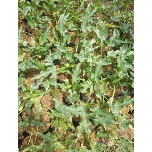 Jual Kala Lili Cala Lily Bunga Calla Lily Zantedeschia Putih Tanaman ...