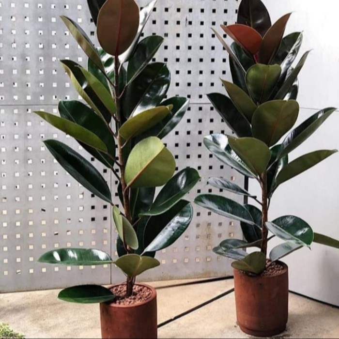 Jual Tanaman Hias Rubber Plant/Ficus Elastica/Pohon Hias Karet Kebo ...