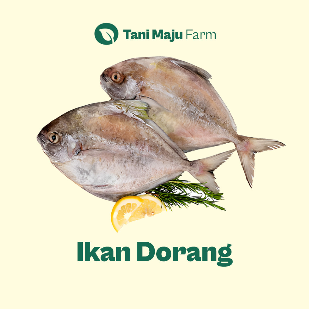 Jual Ikan Dorang Bawal Laut Hitam Fresh (500 gram) - Seafood | Shopee ...