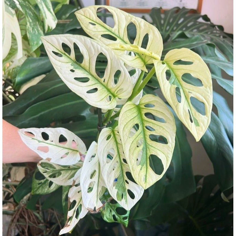 Jual Tanaman Hias Monstera Andasoni Archipelago Bunga Hias Monstera ...