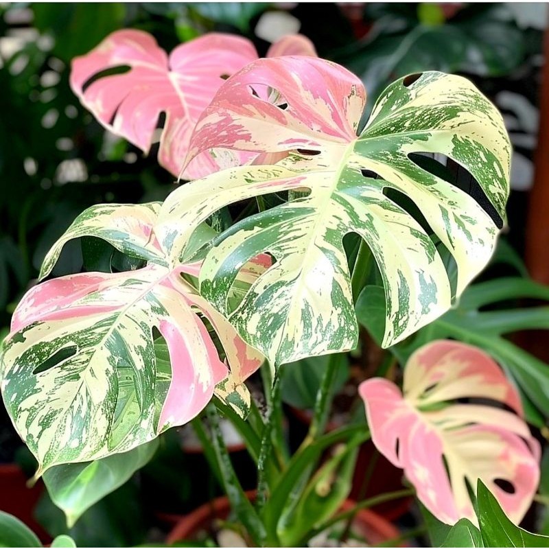 Jual Tanaman Hias Monstera Rarest Pink Variegated Bunga Hias Monstera ...