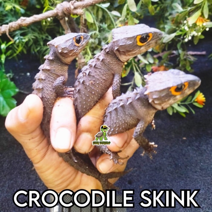Jual Red Eyed Crocodile Skink - Kadal Duri Mata Merah Jinak | Shopee ...