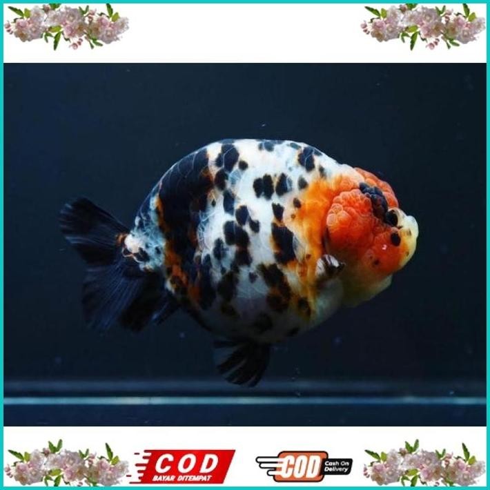 Jual BISMILLAH IKAN HIAS MAS KOKI RANCU CALICO SAPI GRADE A HIGH ...