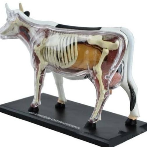 Jual Anatomi Model Sapi | Shopee Indonesia
