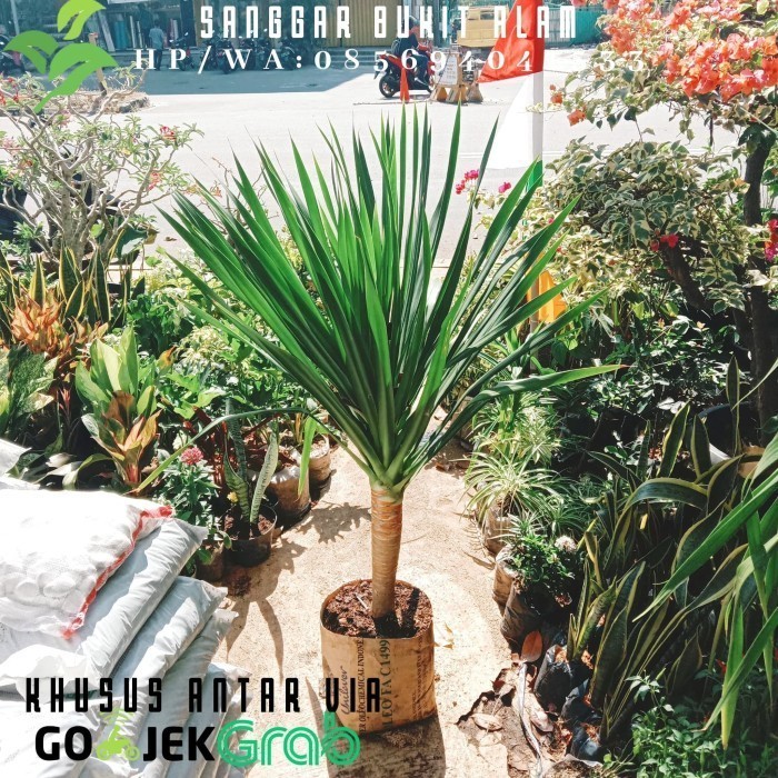 Jual Tanaman Pandan Bali / Cordyline Australis Tinggi 1 Meter | Shopee ...