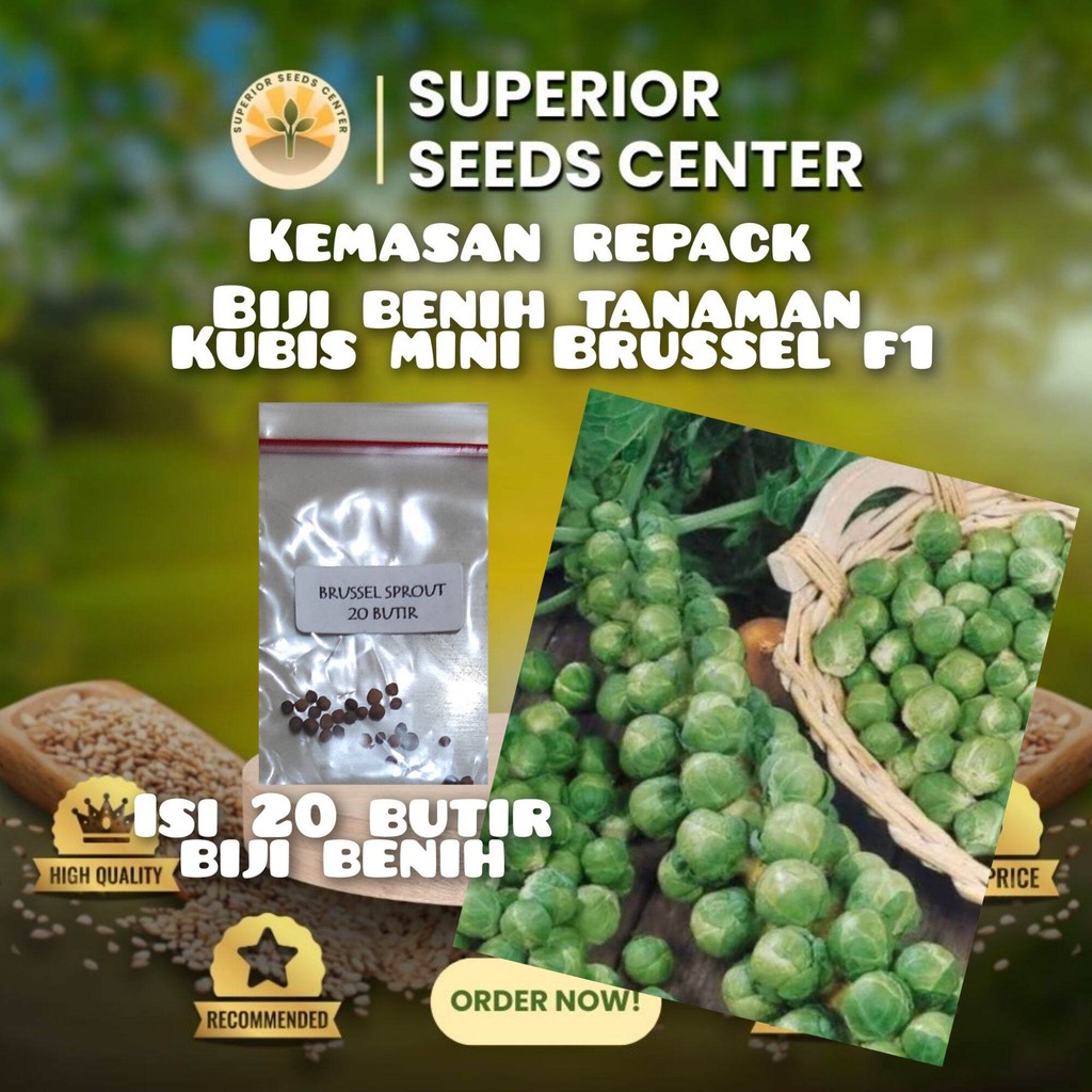 Jual 20 butir biji benih tanaman sayuran kubis mini Brussel sprout ...