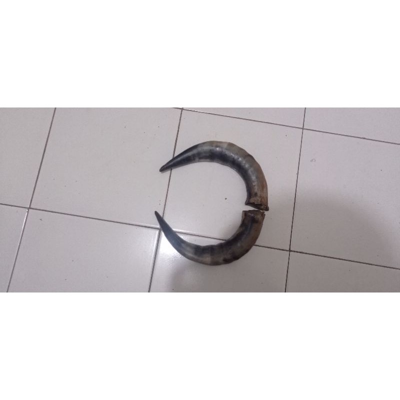 Jual tanduk sapi simetris | Shopee Indonesia