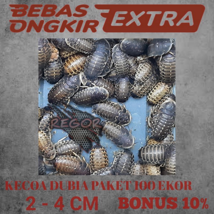 Jual Kecoa Dubia 3 Cm-4 Cm Per Paket 100 Ekor | Shopee Indonesia