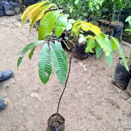 Jual Bibit Tanaman Buah Matoa-Bibit Matoa Cangkok/Sambung ATY | Shopee ...