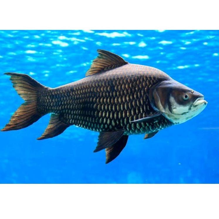 Jual Update Giant Barb Kkt | Shopee Indonesia