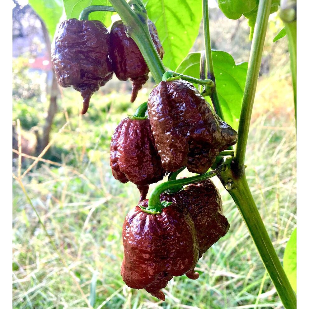 Jual 3 BUTIR BIJI / BENIH CABE PURPLE CAROLINA REAPER PEPPER | Shopee ... Jual 3 BUTIR BIJI / BENIH CABE PURPLE CAROLINA REAPER PEPPER | Shopee ...