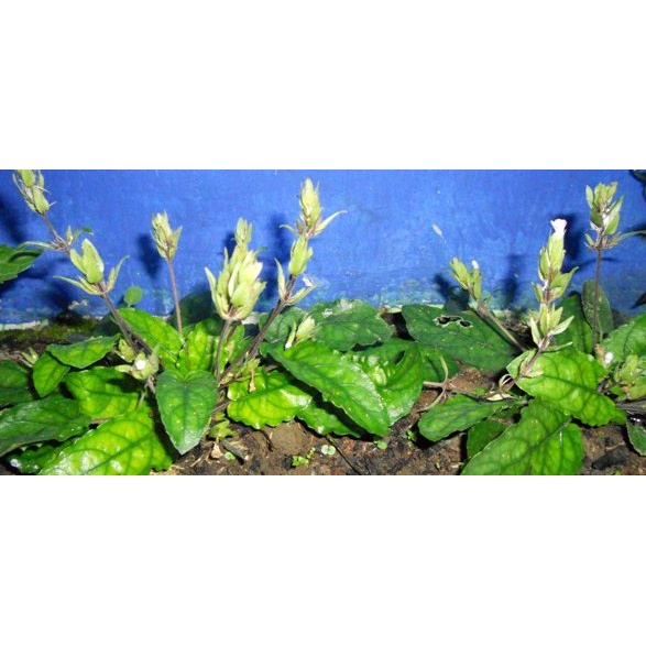 Jual Daun Gempur Batu 250 Gram Segar Baru Petik Murah Berkualitas ...