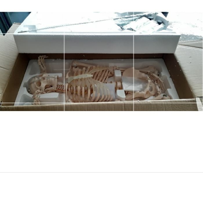 Jual PROMO!!! MODEL KERANGKA MANUSIA ALAT PERAGA KERANGKA TERBARU ... Jual PROMO!!! MODEL KERANGKA MANUSIA ALAT PERAGA KERANGKA TERBARU ...