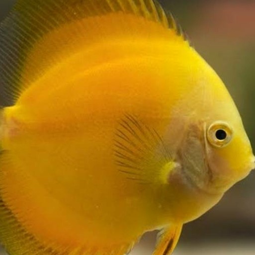 Jual ikan discus golden ikan hias aquarium ikan aquascape ikan discus ...