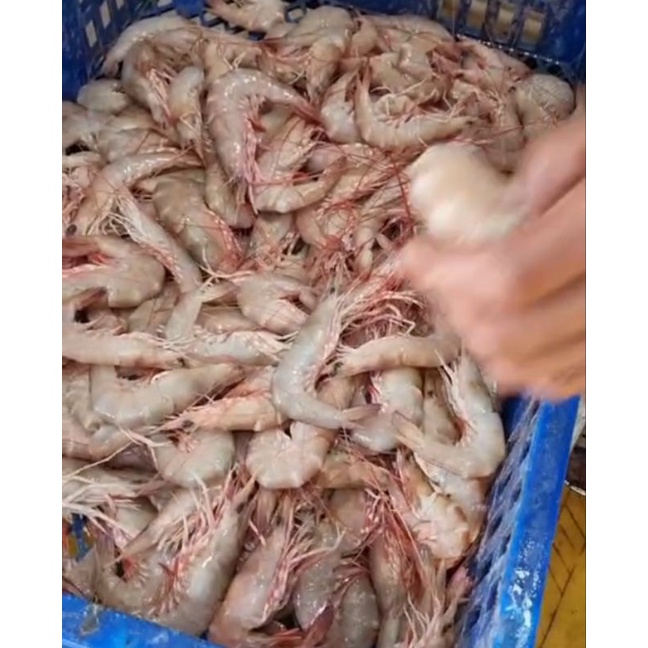 Jual Udang Laut Dogol 250 gr Premium | Shopee Indonesia